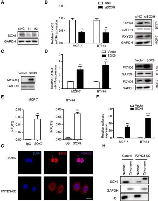 SOX9/FXYD3/Src Axis Is Critical for ER+ Breast Cancer Stem Cell ...