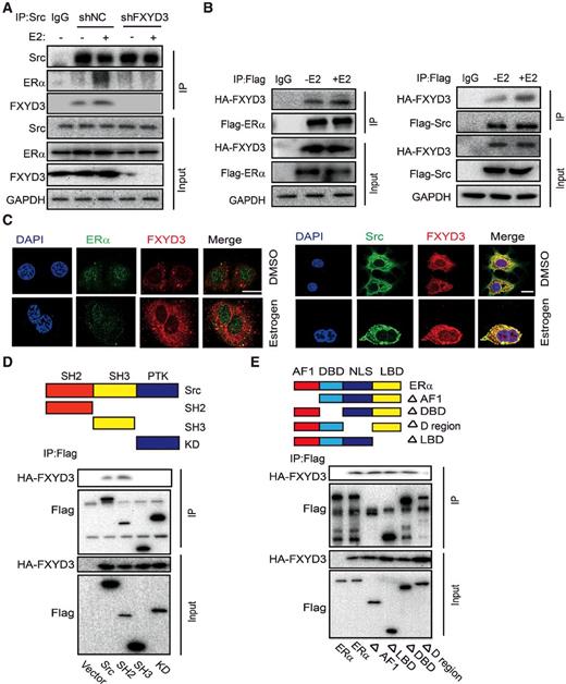 SOX9/FXYD3/Src Axis Is Critical for ER+ Breast Cancer Stem Cell ...