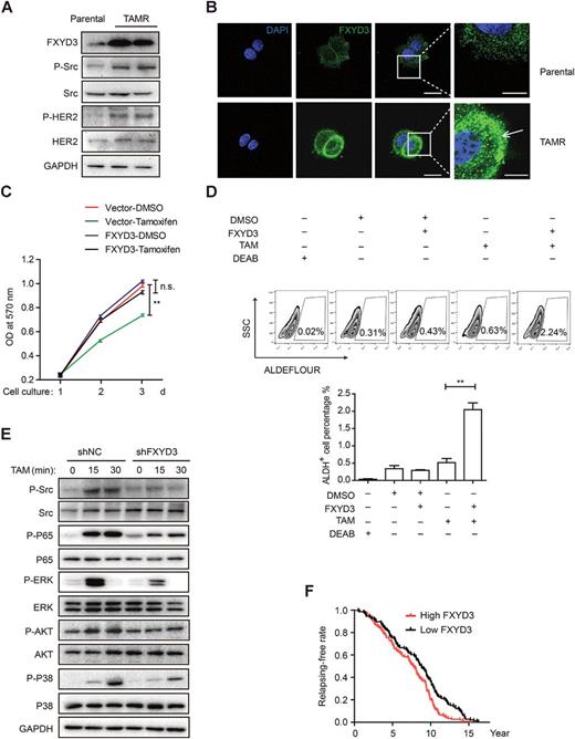 SOX9/FXYD3/Src Axis Is Critical for ER+ Breast Cancer Stem Cell ...