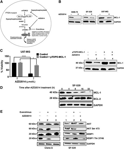 Repurposing of mTOR Complex Inhibitors Attenuates MCL-1 and Sensitizes ...
