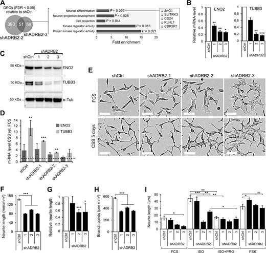 The β2-Adrenergic Receptor Is a Molecular Switch for Neuroendocrine ...
