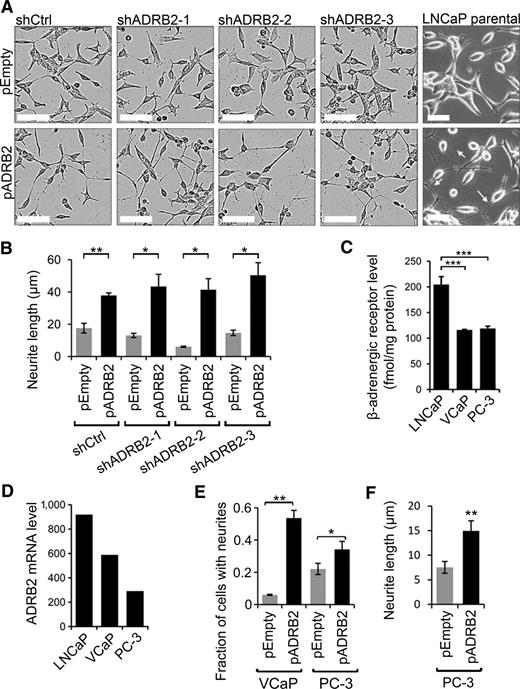 The β2-Adrenergic Receptor Is a Molecular Switch for Neuroendocrine ...