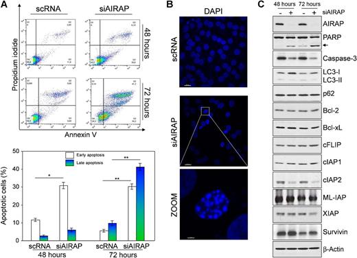 The Zinc-Finger AN1-Type Domain 2a Gene Acts as a Regulator of Cell ...