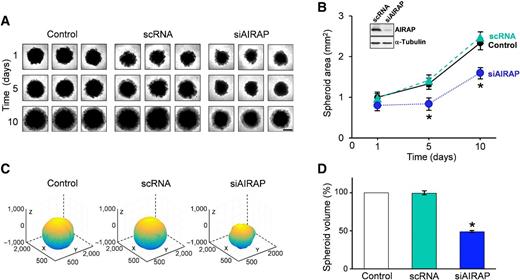 The Zinc-Finger AN1-Type Domain 2a Gene Acts as a Regulator of Cell ...