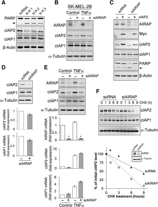 The Zinc-Finger AN1-Type Domain 2a Gene Acts as a Regulator of Cell ...