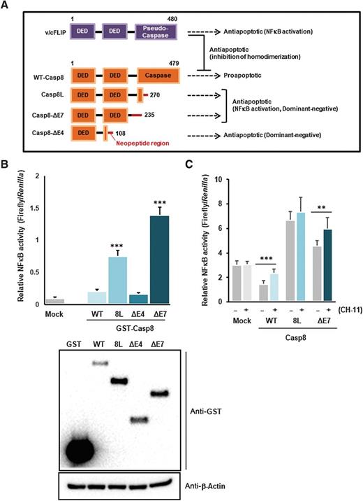 Functional Analysis of Aberrantly Spliced Caspase8 Variants in Adult T ...