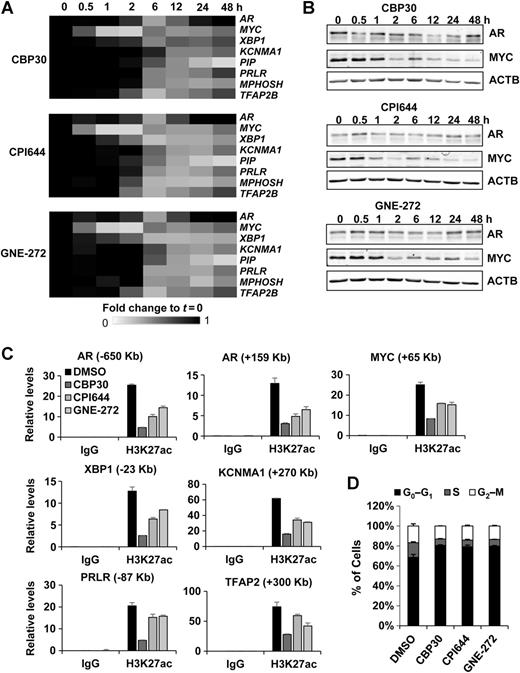 CREBBP/EP300 Bromodomain Inhibition Affects the Proliferation of AR ...