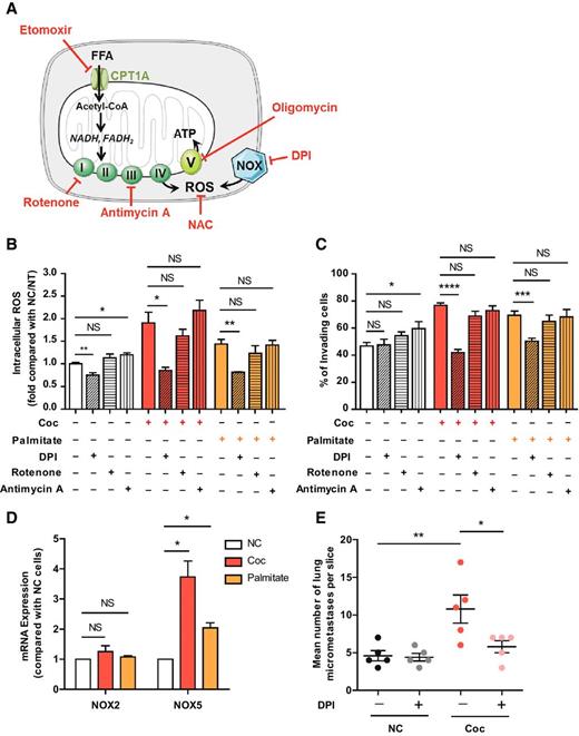 Periprostatic Adipose Tissue Favors Prostate Cancer Cell Invasion in an ...