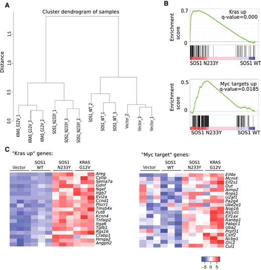 Identification and Characterization of Oncogenic SOS1 Mutations in Lung ...