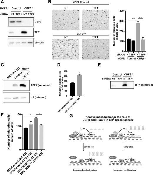 The RUNX Transcriptional Coregulator, CBFβ, Suppresses Migration of ER+ Breast Cancer Cells by ...