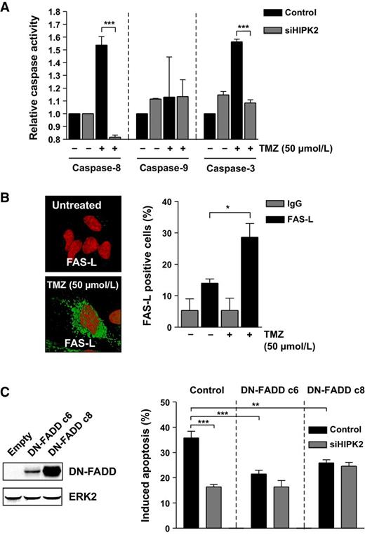 The SIAH1–HIPK2–p53ser46 Damage Response Pathway is Involved in ...