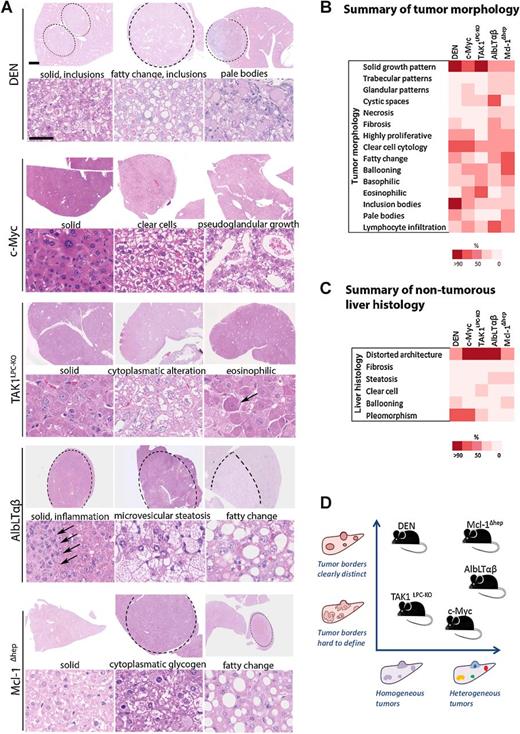 Characterization of HCC Mouse Models: Towards an Etiology-Oriented ...