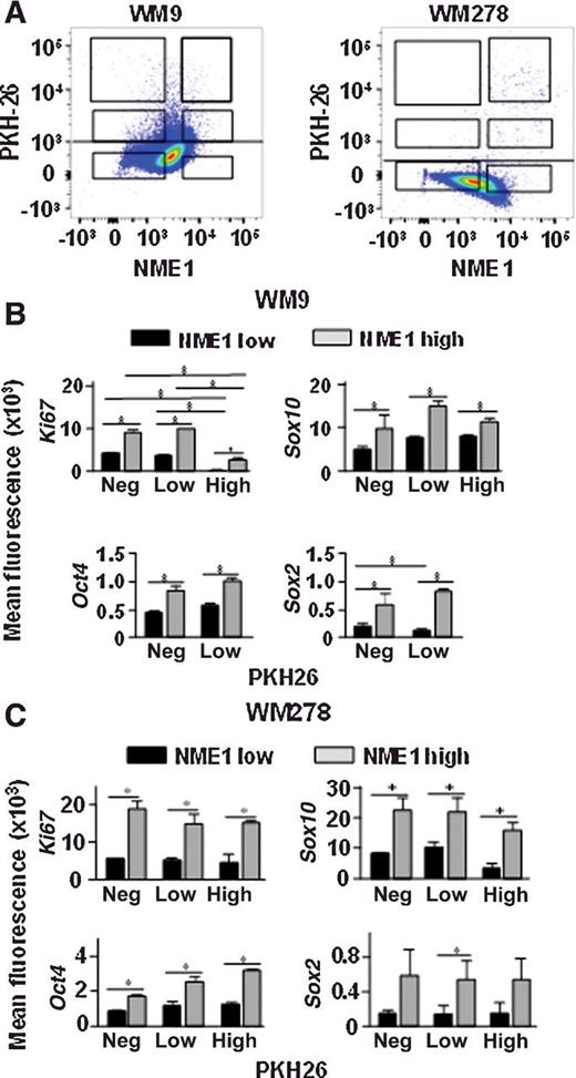 NME1 Drives Expansion of Melanoma Cells with Enhanced Tumor Growth and ...