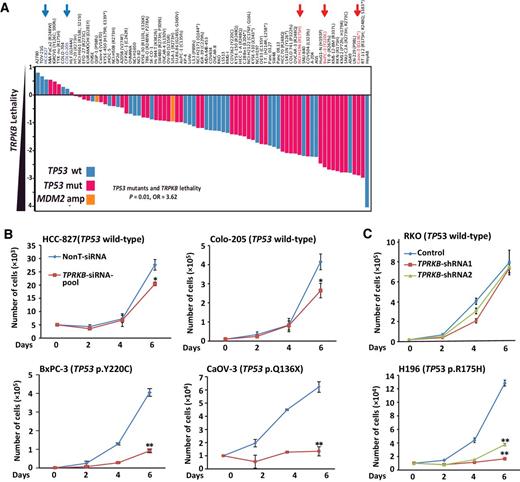 Identification of TP53RK-Binding Protein (TPRKB) Dependency in TP53 ...