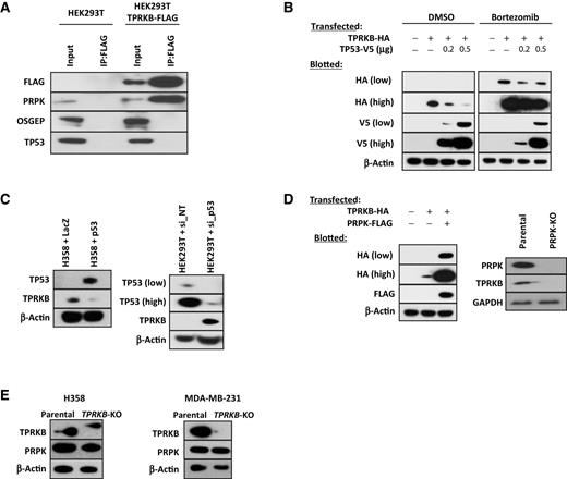 Identification of TP53RK-Binding Protein (TPRKB) Dependency in TP53 ...