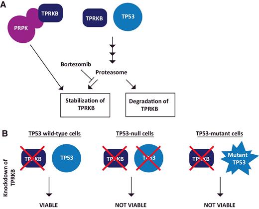 Identification of TP53RK-Binding Protein (TPRKB) Dependency in TP53 ...