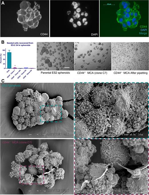 CD44 Regulates Formation of Spheroids and Controls Organ-Specific ...