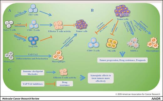 The Emerging Role of YAP/TAZ in Tumor Immunity | Molecular Cancer ...