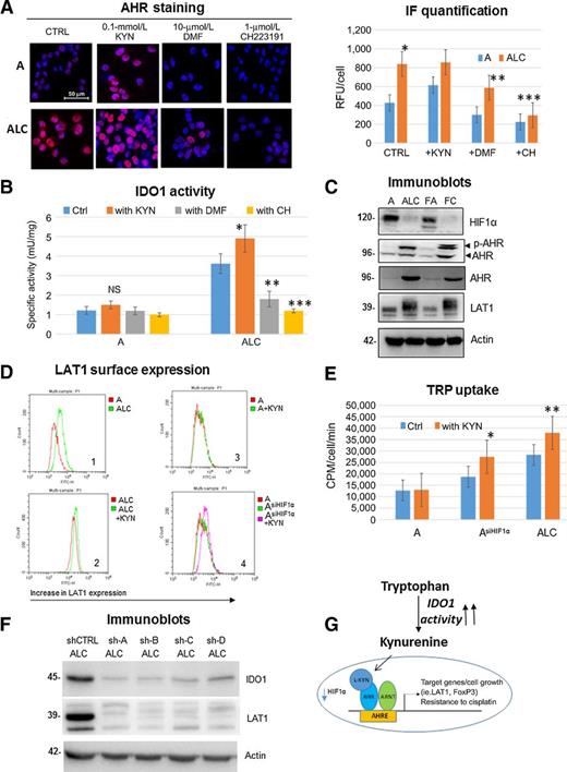 Targeting the Kynurenine Pathway for the Treatment of Cisplatin ...