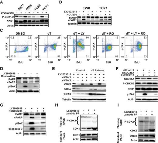 Inhibition of the ATR–CHK1 Pathway in Ewing Sarcoma Cells Causes DNA ...