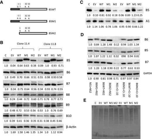 Proteasome Subunits Differentially Control Myeloma Cell Viability and ...