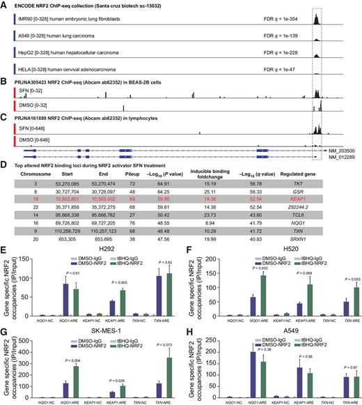NRF2-Driven KEAP1 Transcription in Human Lung Cancer | Molecular Cancer ...