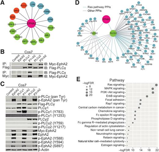 Phosphorylation of PLCγ1 by EphA2 Receptor Tyrosine Kinase Promotes ...