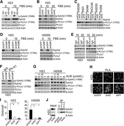 Phosphorylation of PLCγ1 by EphA2 Receptor Tyrosine Kinase Promotes ...