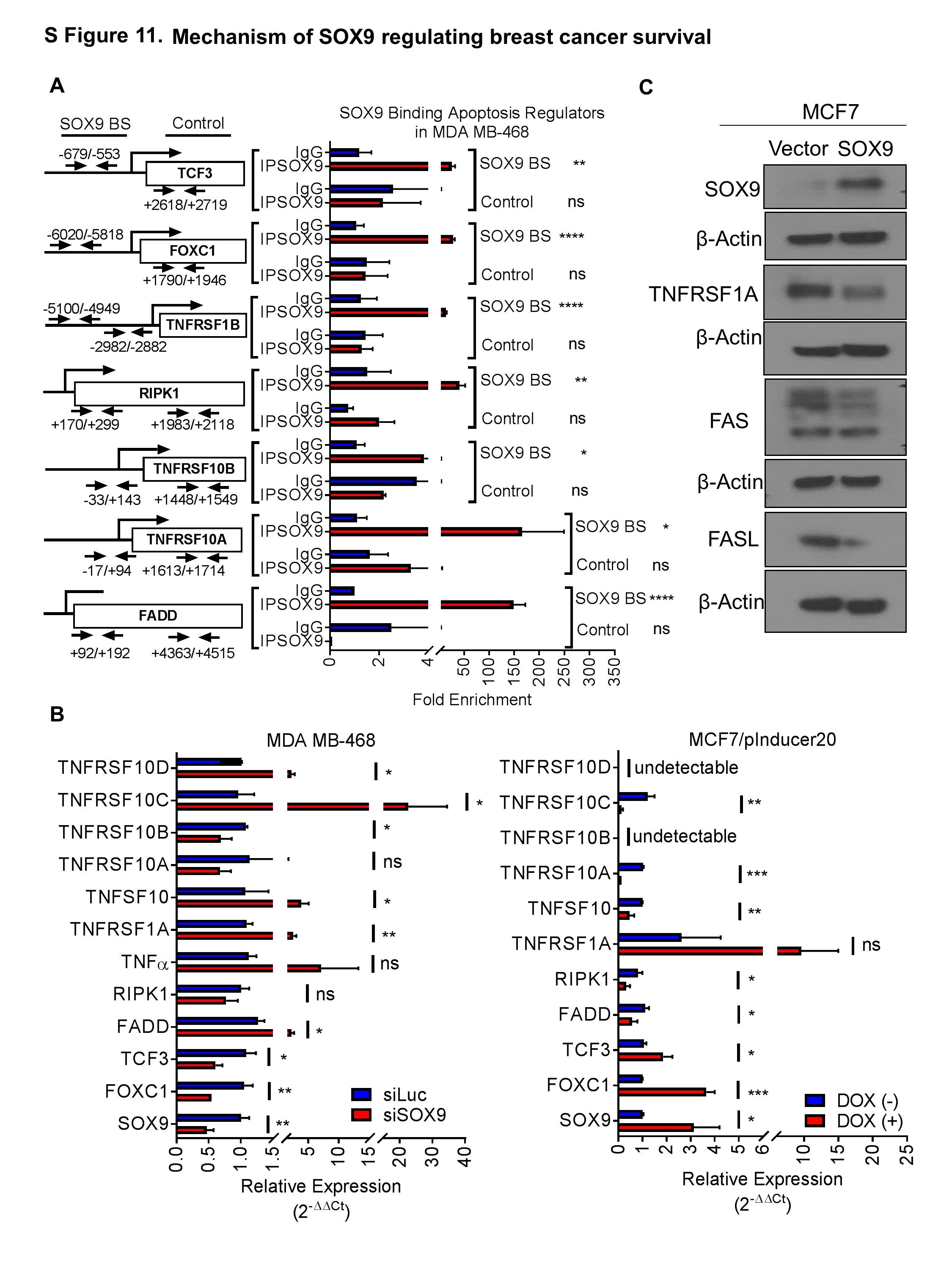 SOX9 Is Essential for Triple-Negative Breast Cancer Cell Survival and ...