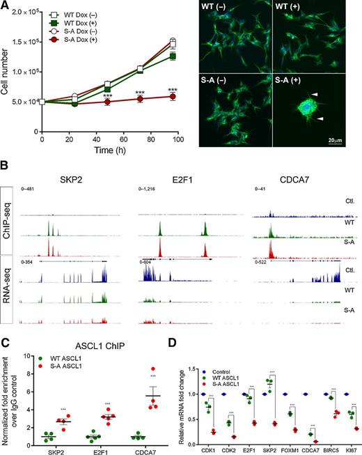 Dephosphorylation of the Proneural Transcription Factor ASCL1 Re ...