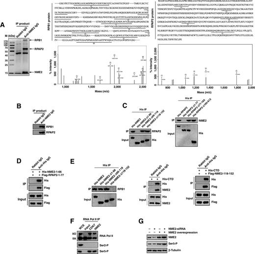 NME2 Is a Master Suppressor of Apoptosis in Gastric Cancer Cells via ...