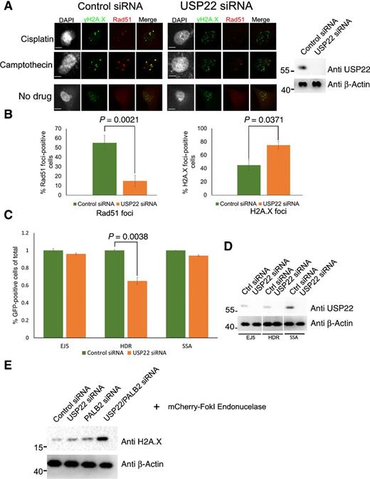USP22 Interacts with PALB2 and Promotes Chemotherapy Resistance via ...