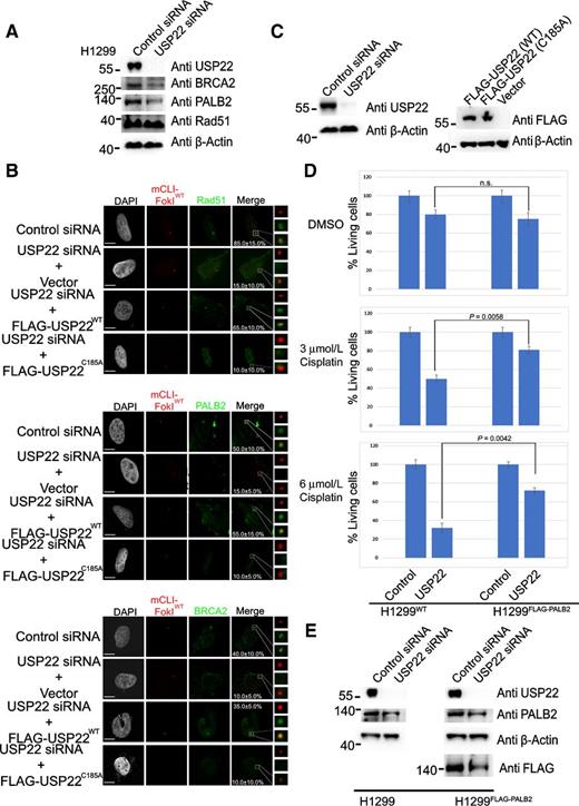 USP22 Interacts with PALB2 and Promotes Chemotherapy Resistance via ...