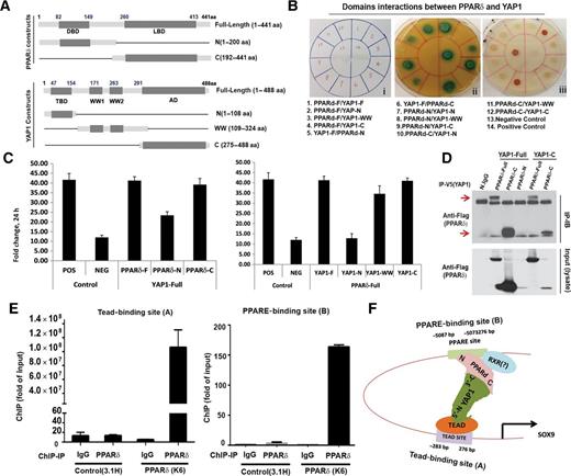 PPARδ Interacts with the Hippo Coactivator YAP1 to Promote SOX9 ...