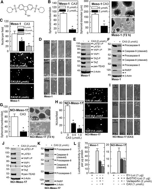 The YAP1 Signaling Inhibitors, Verteporfin and CA3, Suppress the ...