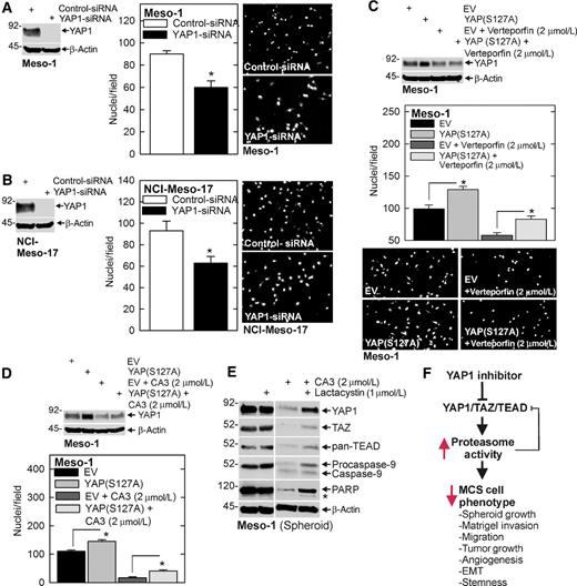 The YAP1 Signaling Inhibitors, Verteporfin and CA3, Suppress the ...