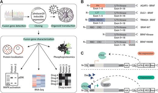 Diverse BRAF Gene Fusions Confer Resistance to EGFR-Targeted Therapy ...