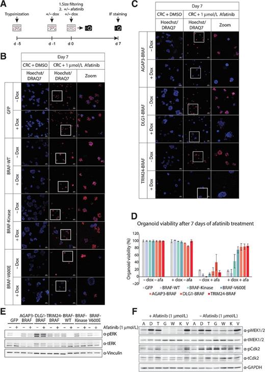 Diverse BRAF Gene Fusions Confer Resistance to EGFR-Targeted Therapy ...