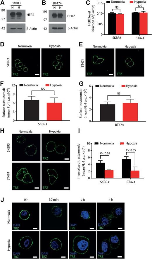 Hypoxia Attenuates Trastuzumab Uptake and Trastuzumab-Emtansine (T-DM1 ...