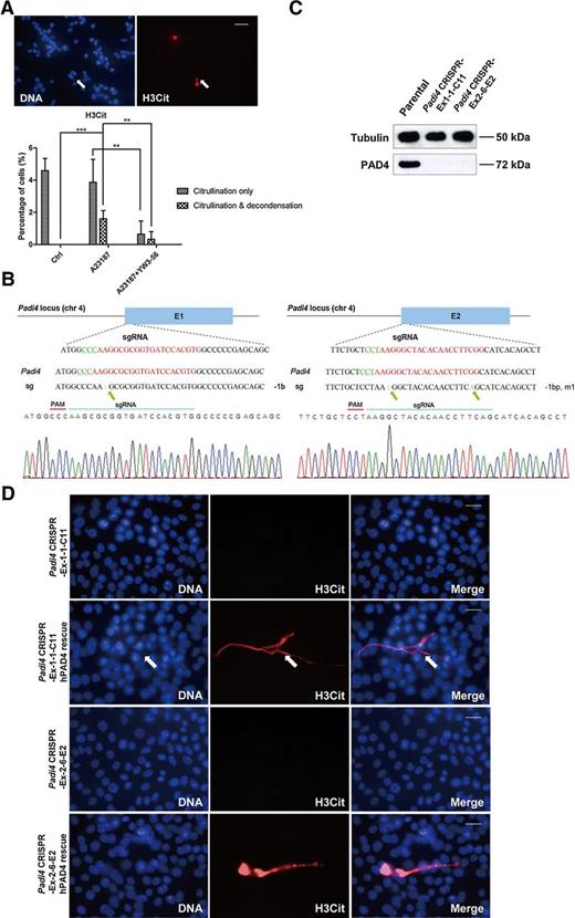 Endogenous PAD4 in Breast Cancer Cells Mediates Cancer Extracellular ...