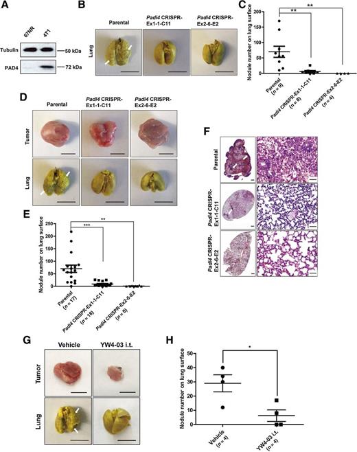 Endogenous PAD4 in Breast Cancer Cells Mediates Cancer Extracellular ...