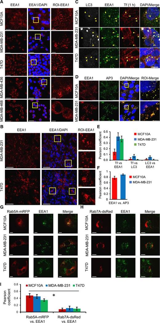 Complex Rab4-Mediated Regulation of Endosomal Size and EGFR Activation ...