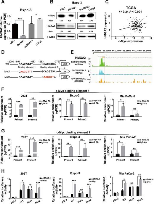OLR1 Promotes Pancreatic Cancer Metastasis via Increased c-Myc ...