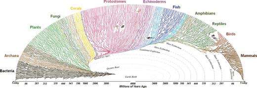 Convergent Evolution, Evolving Evolvability, and the Origins of Lethal ...
