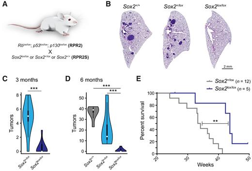 Sox2 Is an Oncogenic Driver of Small-Cell Lung Cancer and Promotes the ...