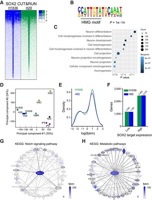 Sox2 Is an Oncogenic Driver of Small-Cell Lung Cancer and Promotes the ...