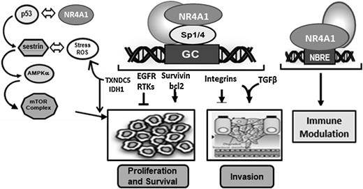 The Paradoxical Roles of Orphan Nuclear Receptor 4A (NR4A) in Cancer ...