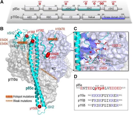 Phosphorylation and Driver Mutations in PI3Kα and PTEN Autoinhibition ...