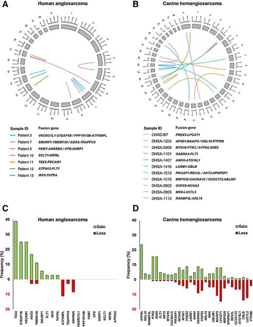Genomically Complex Human Angiosarcoma and Canine Hemangiosarcoma ...