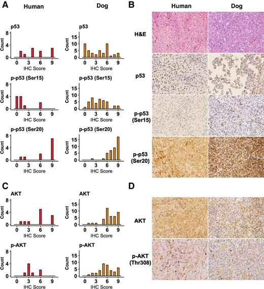 Genomically Complex Human Angiosarcoma and Canine Hemangiosarcoma ...